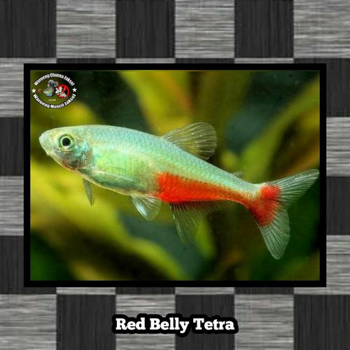 Jual Red belly tetra / ikan hias aquascape / ikan hias air tawar ...