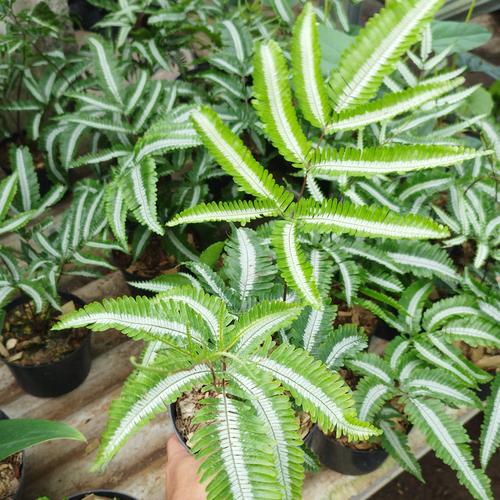 Jual Tanaman hias pakis gunung salak varigata Pohon pakis paku - Kab ...