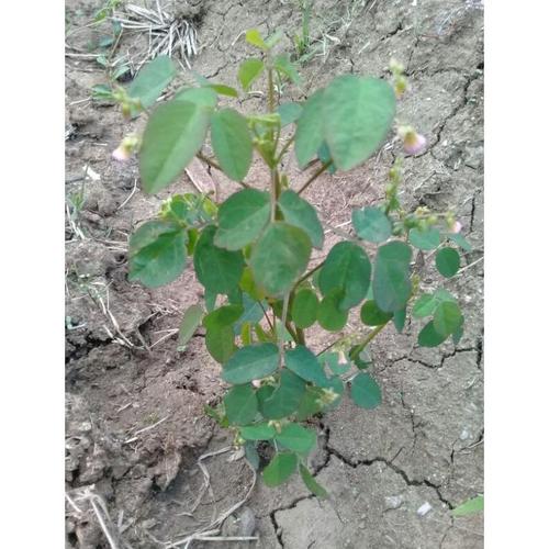 Jual Daun calincing segar dari akar sampai pucuk 500gram - Jakarta ...