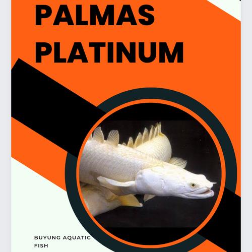 Jual ikan palmas platinum-ikan predator ikan -IKAN tank mate-ikan hias ...