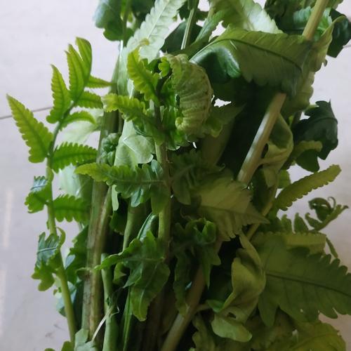 Jual Daun pakis sayur muda segar per ikat - Kab. Bogor - Meydiyan ...