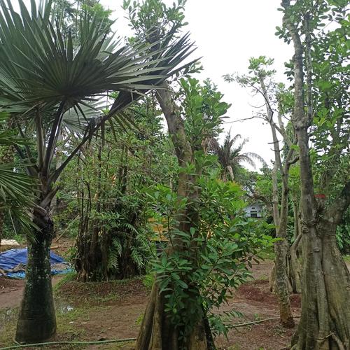 Jual Pohon Pule Rawa alstonia - Kab. Bogor - Taman Nuansa Indahh ...