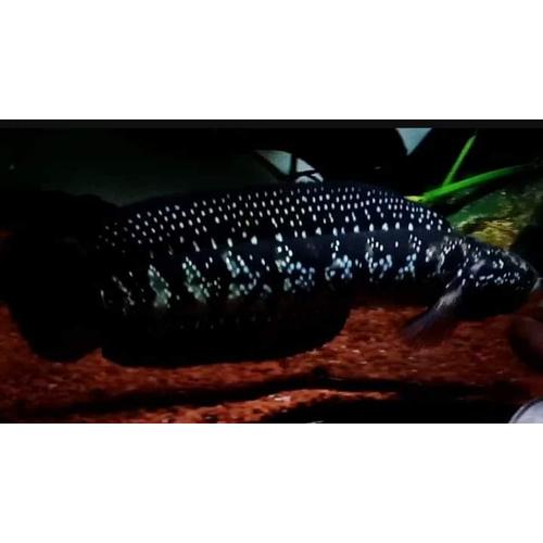 Promo Baby Channa Asiatica WS (white strip) | ikan gabus mutiara Chana ...
