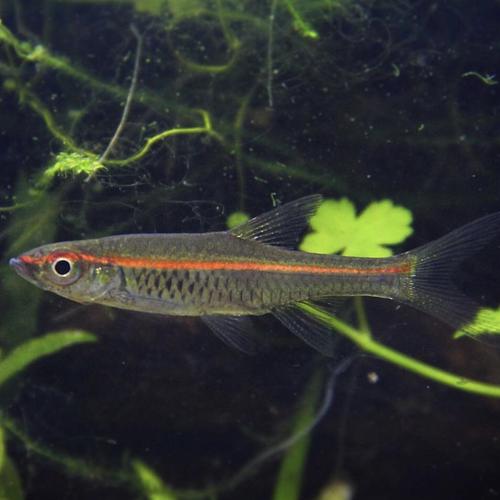 Jual Rasbora pauciperforata - Red line rasbora - Jakarta Utara ...