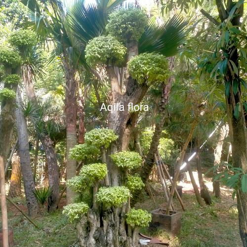 Jual pohon bonsai anting putri fosil /bonsai anting putri batang besar - Kab. Bogor - Aqila ...