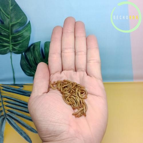 Jual Ulat Hongkong 1 gram Makanan Reptil Leopard Gecko - Kab. Tangerang ...