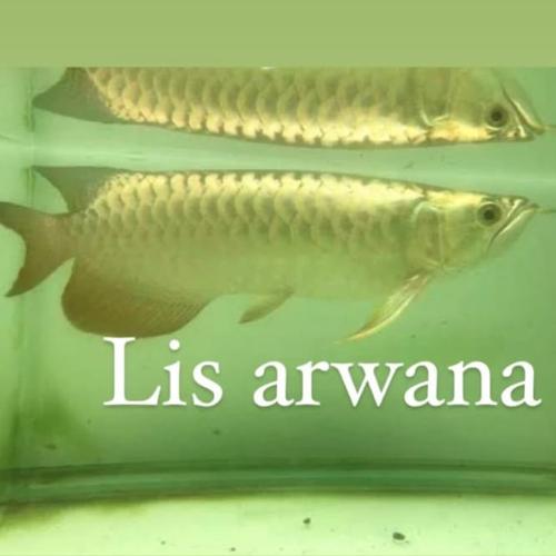 Jual arwana golden crossback 24k GH gold head malaysia - Jakarta Timur ...