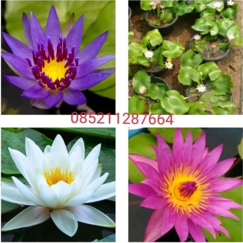 Jual tanaman air bunga teratai | tanaman bunga |tanaman air - Kab ...