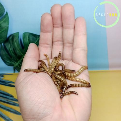 Jual Ulat Jerman 1 gram Makanan Reptil Leopard Gecko - Kab. Tangerang ...