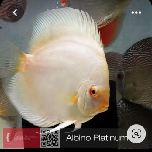 Jual albino platinum/discus platinum/discus - 4inch - Jakarta Timur ...