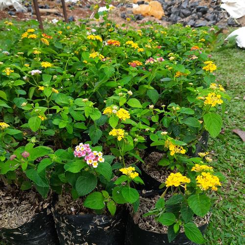 Jual Tanaman hias Pohon bunga Lantana - Kab. Bogor - tanaman indah9 ...