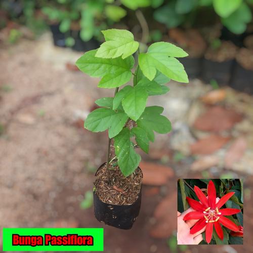 Jual tanaman bunga passiflora vitifolia pohkn rambat passiflora bunga ...