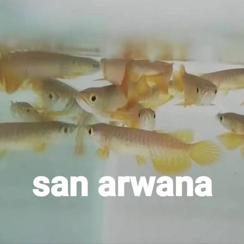 Jual arwana golden red arowana blue base - Jakarta Timur - san arwana ...