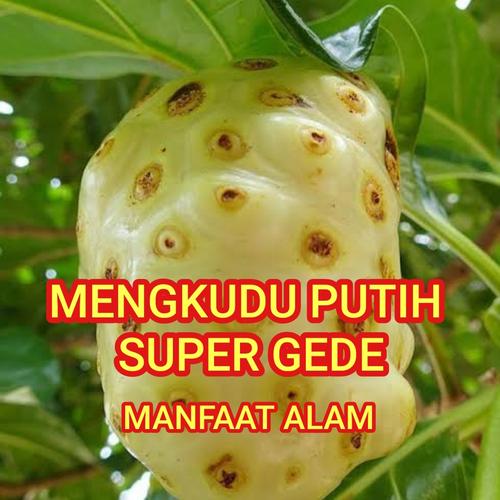 Jual Terlaris Buah Mengkudu Pilihan Putih Muda Buah Pace putih Besar ...