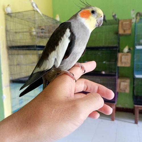 Jual Burung Falk Parkit Australia Cockatiel Normal Grey Jinak - Dewasa ...