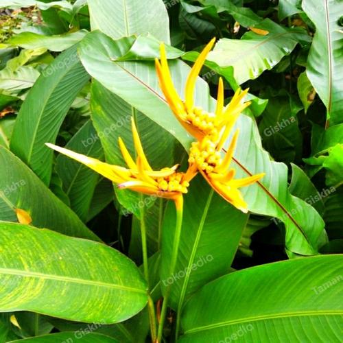 Jual TANAMAN HIAS HELICONIA PISANG PISANGAN BUNGA KUNING - Kota ...