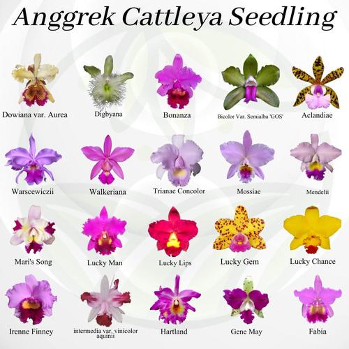 Jual Seedling Anggrek Cattleya - Bibit Anggrek Catleya Hybird Bunga ...