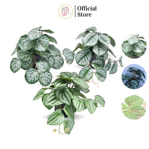 Jual Tanaman Hias Rambat Pot Bunga Daun Keladi Umbi Plastik Dekorasi ...