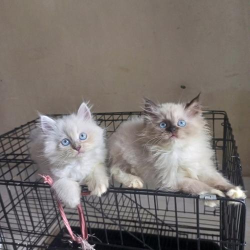 Jual Kucing persia kitten himalaya - Jakarta Utara - putriCatshouse ...