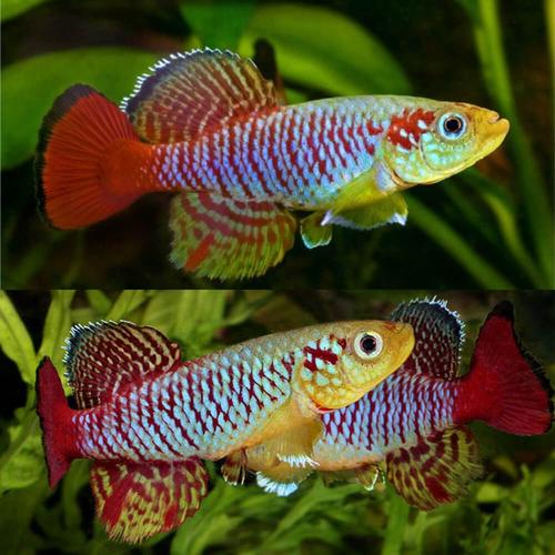 Jual KILLIFISH GUENTHERI RED/RED TAIL NOTHO / IKAN AQUASCAPE - Jakarta ...