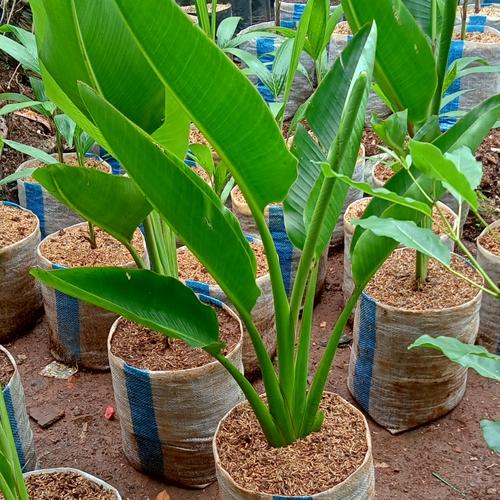 Jual tanaman hias pisang kipas1 meter - Kota Depok - Myplantgarden ...