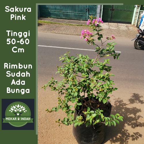 Jual tanaman bunga sakura pink/ pohon bunga sakura pink lokal - Jakarta ...