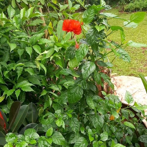 Jual tanaman hias kembang sepatu daun rimbun dan sudah berbunga - Kota ...