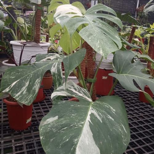 Jual tanaman monstera varigata jenis king holan - Kab. Bekasi ...