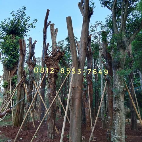 Jual Pohon Bodhi Jawa Daun Lebar Tanaman Pelindung - Kab. Bogor - Taman ...