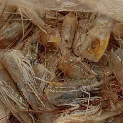 Jual Kepala udang segar 1kg - Kab. Tangerang - delia&fish | Tokopedia