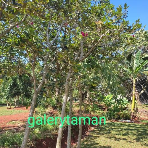 Jual pohon tabebuya bunga merah tinggi 3 meter - Kab. Bogor - Galery ...