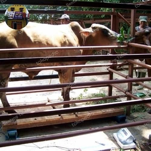 Jual timbangan lantai digital timbangan sapi timbangan hewan timbang ...