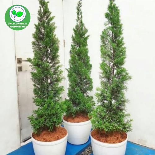 Jual PROMO! Tanaman Hias Cemara Lilin Atau Pohon Cemara Papua 1 Meteran ...