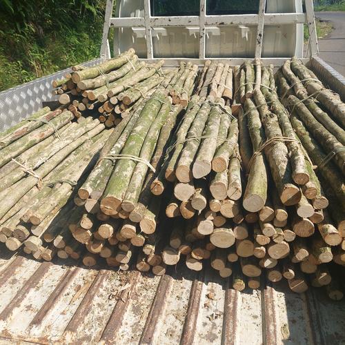 Jual Batang Kayu Kopi 1 Meter L3-5cm Media Tanam Anggrek Angkringan ...