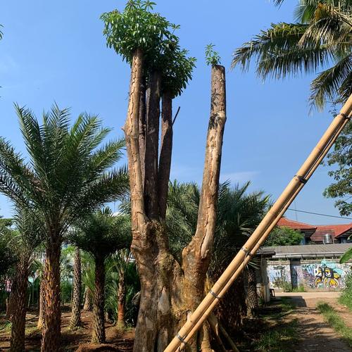 Jual Pohon Pule Fosil Big Size Lingkar Batang 360cm Siap Kirim ...