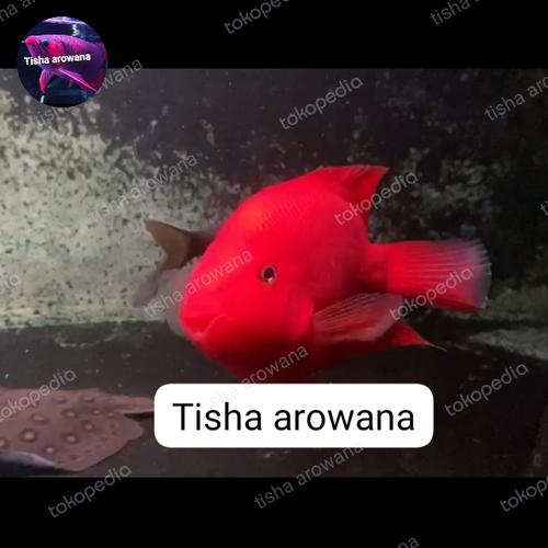 Jual kingkong parot ikan perot kingkong tankmate impor - Jakarta Timur ...