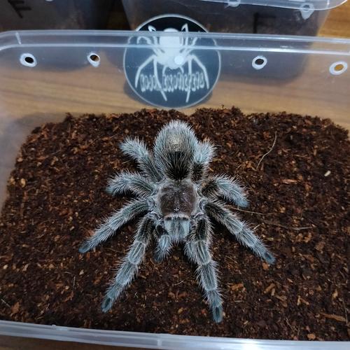 Jual Grammostola Porteri Female - Rosea NCF | Tarantula - Jakarta Timur - kojo exoticpets ...