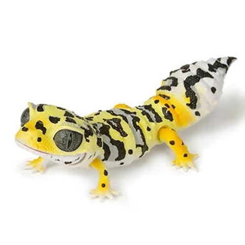 Jual Ikimono Repti Leopard Gecko Gashapon Gacha Bandai dango mushi ...