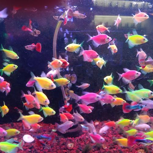 Jual Ikan Tetra Warna Warni /Merah, Kuning, Hijau, Ungu, Biru, Orange ...
