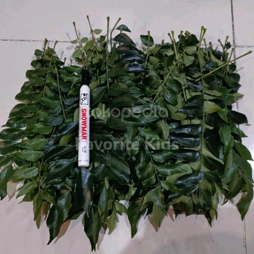 Jual daun kari / salam koja / temurui per batang /tangkai petik ...