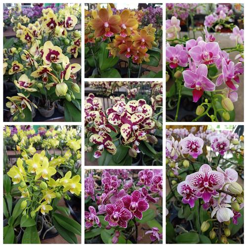 Jual anggrek bulan mini koleksi (kondisi berbunga) - Jakarta Selatan ...