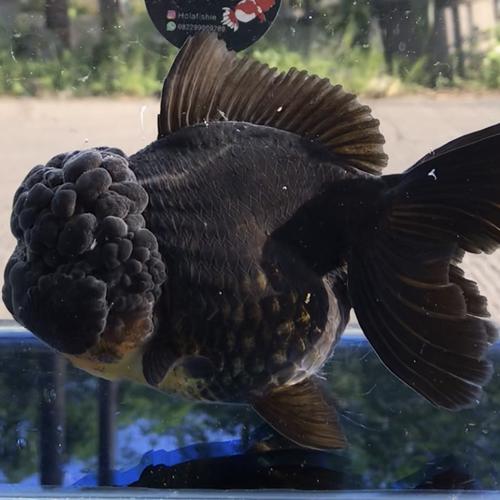 Jual ORANDA BLACK / IKAN MASKOKI FANCY GOLDFISH HITAM - Jakarta Barat ...