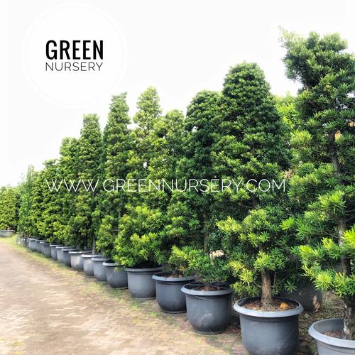 Jual Pohon Lohansung Taiwan || Lohansung Taiwan Super Rimbun Realpict ...