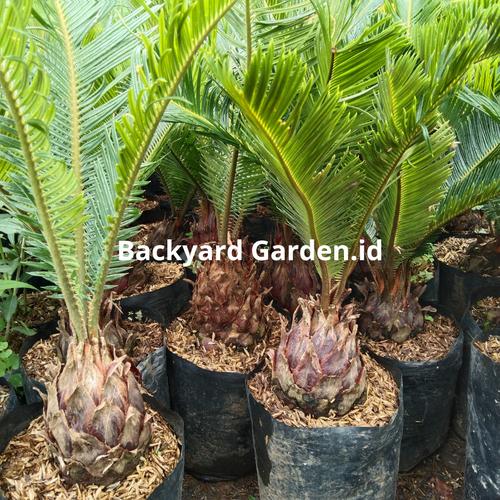 Jual Tanaman hias Palm Sikas/ Pohon Sikas/ Pakis haji/ Palem - Kab ...