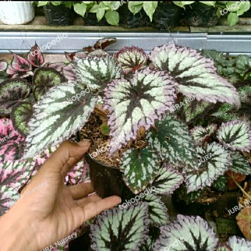 Jual TANAMAN BEGONIA ICE CREAM - Kota Tangerang Selatan - JURA Nursery ...