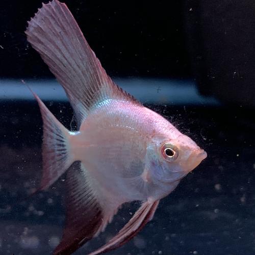 Jual Manfish BSP GRADE A (bulgarian seal point) / ikan hias air tawar ...