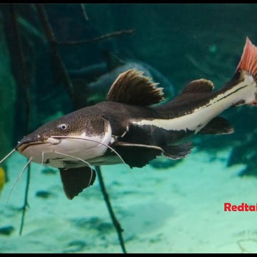 Jual ikan red tail catfish rtc ( doraemon) - 5-7cm - Kab. Tangerang ...