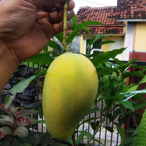 Jual Indukan Pohon Mangga Cokanan berbuah/Bibit Pohon Mangga Cokanan ...