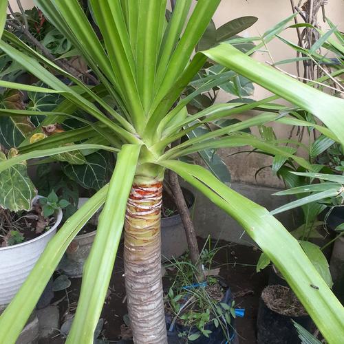 Jual Tanaman Hias Pandan Bali Tinggi 1 Meter Batang Besar - Jakarta ...