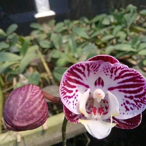 Jual anggrek bulan dewasa/spike bunga pink bergaris belanja tanaman ...